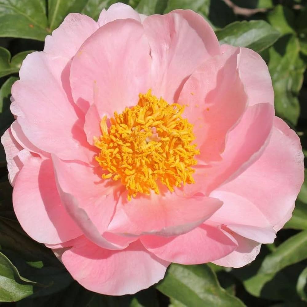 Alonsoa Seeds – Salmon Mask Perennial Blooming Variety – Dharaseeds