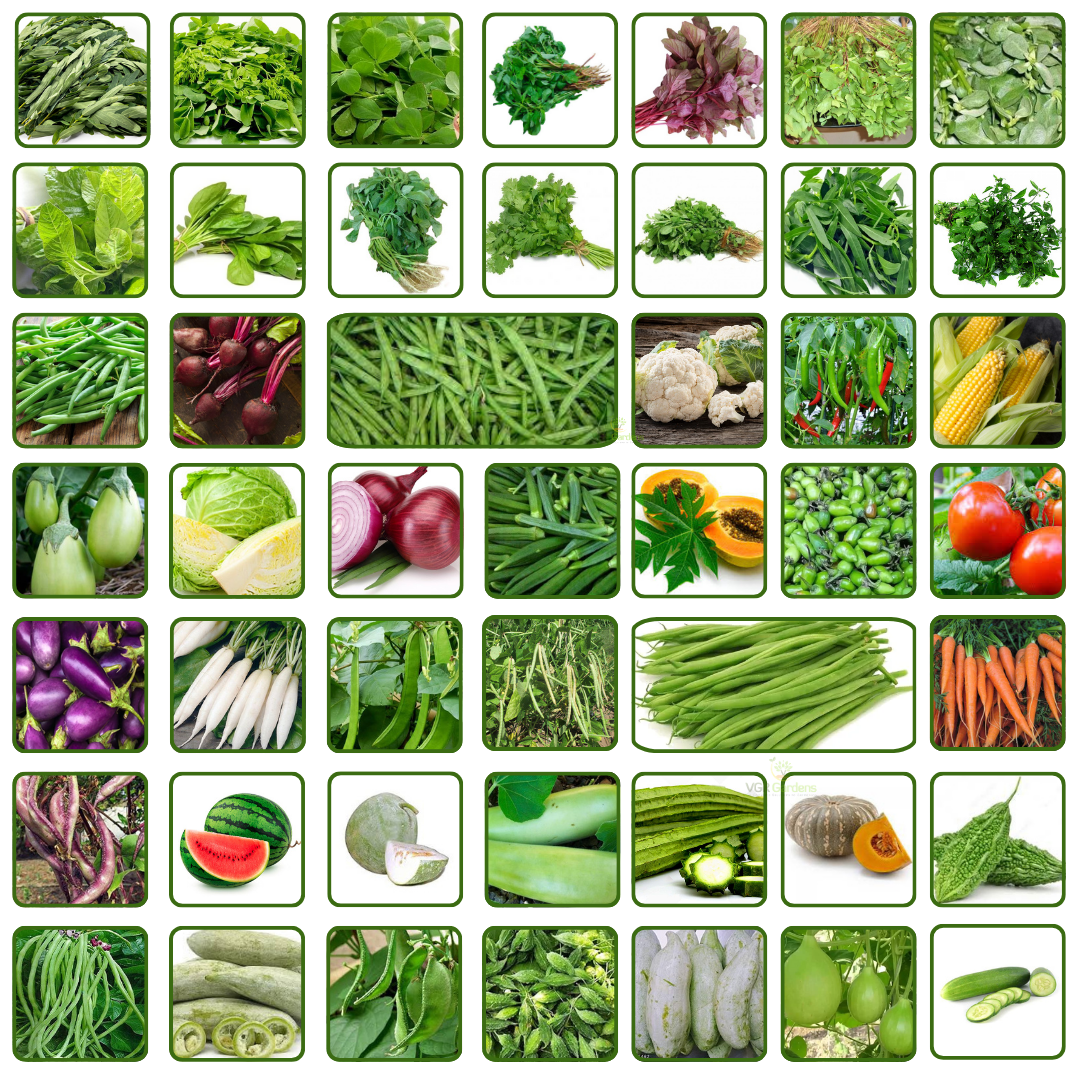 Lot of Vegetable Flower Seed NON-GMO Heirloom Seeds for – Dharaseeds
