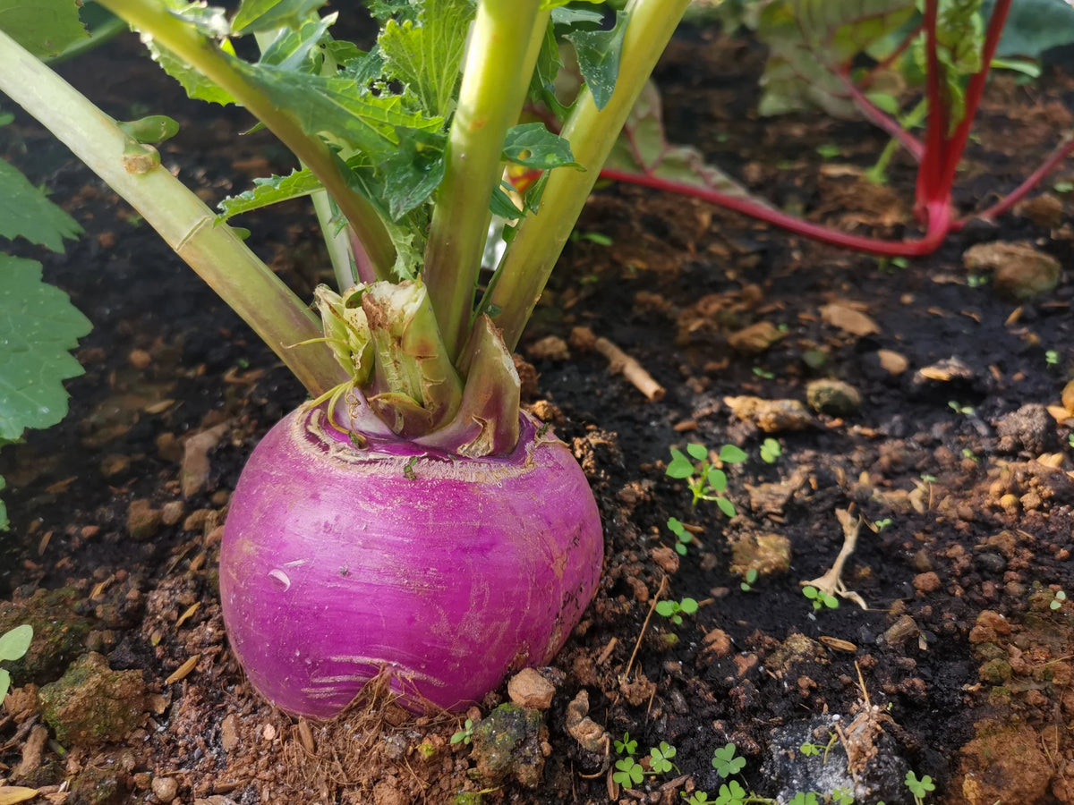 Swede Seeds – Heirloom, Non-GMO Vegetable Seeds for Planting – Dharaseeds