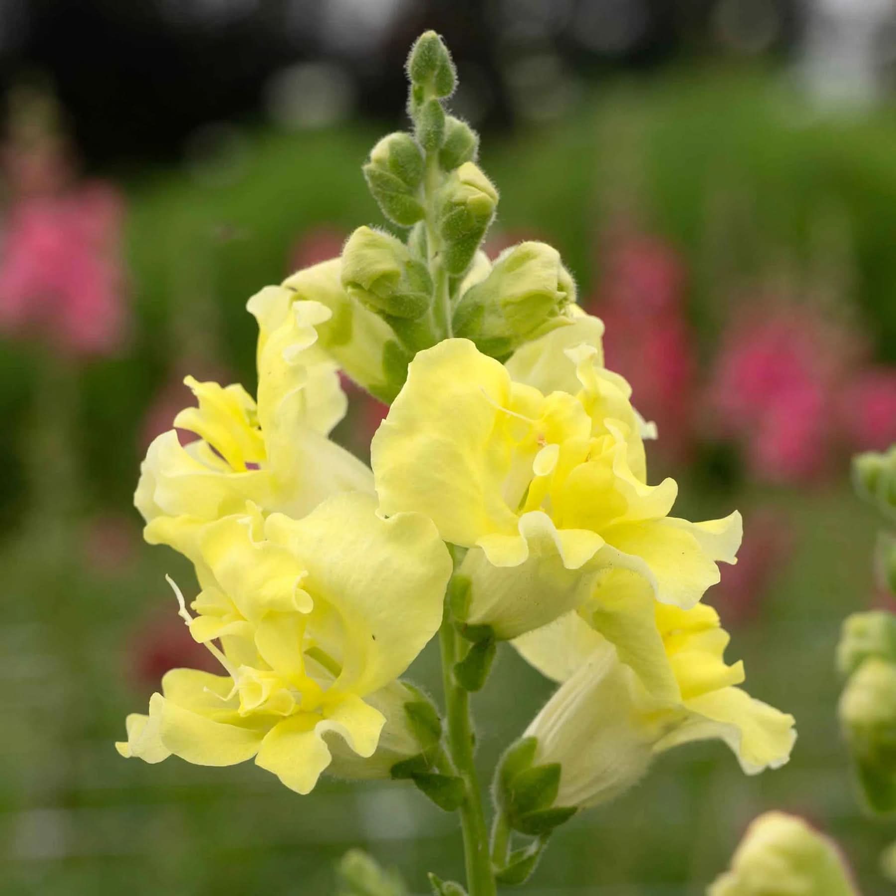 Lemon Sherbet Snapdragon Seeds – Beautiful Snapdragon Flowers for ...