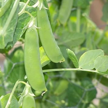 Snow Pea Seeds – Heirloom, Non-GMO Vegetable Seeds for Planting ...