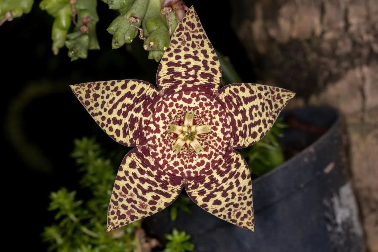 Heirloom Non-GMO Stapelia Pulchella Flower Seeds for Planting – Unique ...