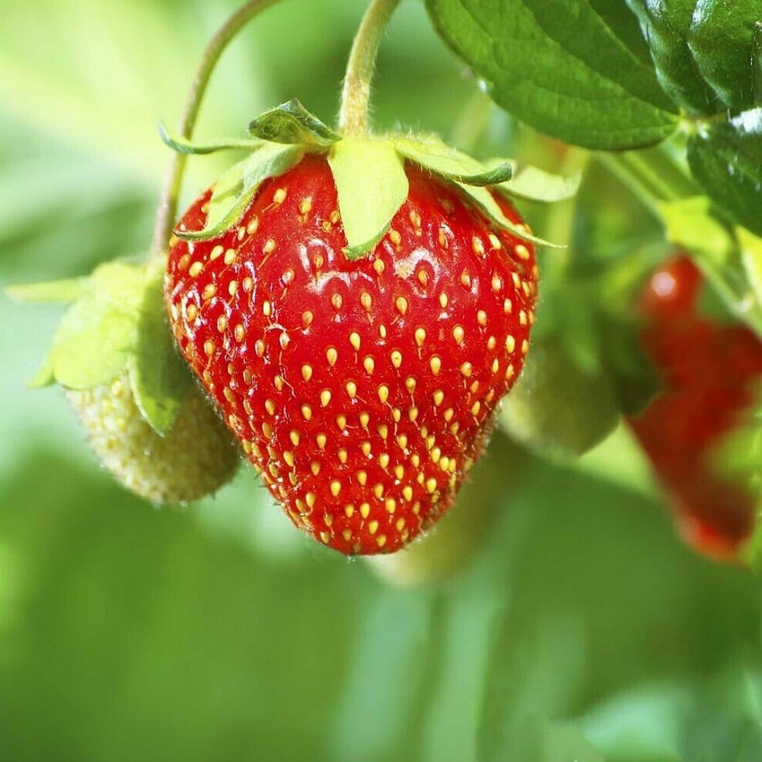 Indian False Strawberry Seeds (Mock Strawberry Seeds) – Ornamental ...