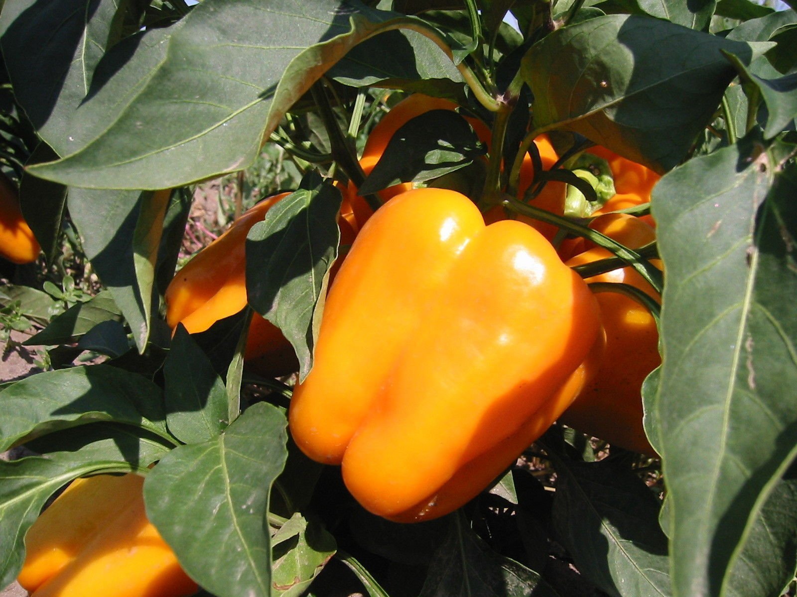 Sweet orange bell pepper Capsicum annuum seeds for planting in balcony ...