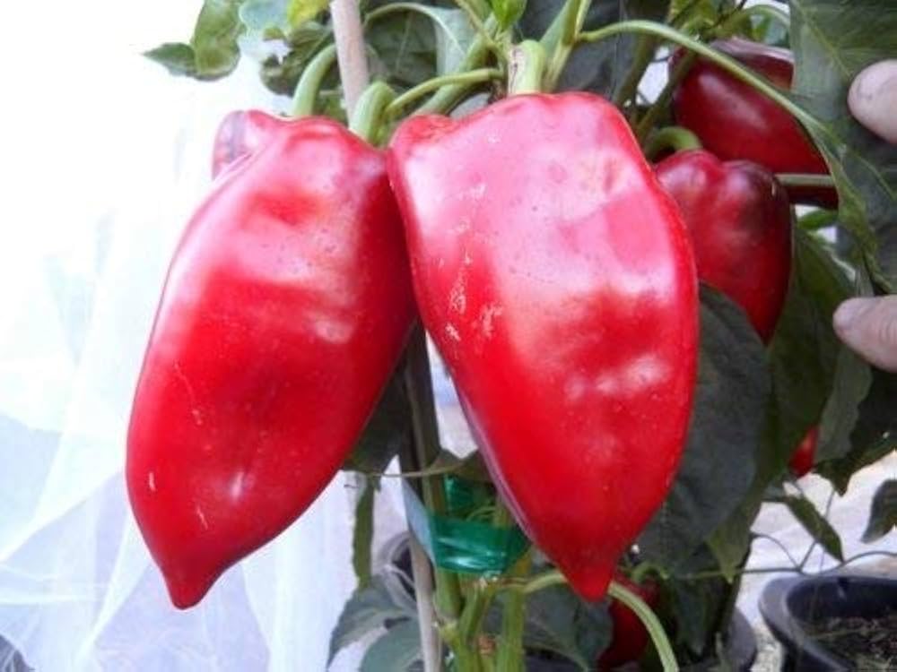 Sweet Peperone Lipstick Pepper seeds – Capsicum annuum with sweet ...