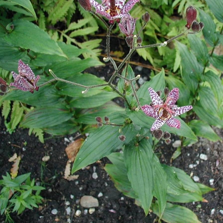 Toad Lily Seeds (Tricyrtis hirta x Miyazaki) - Exotic Shade Garden ...