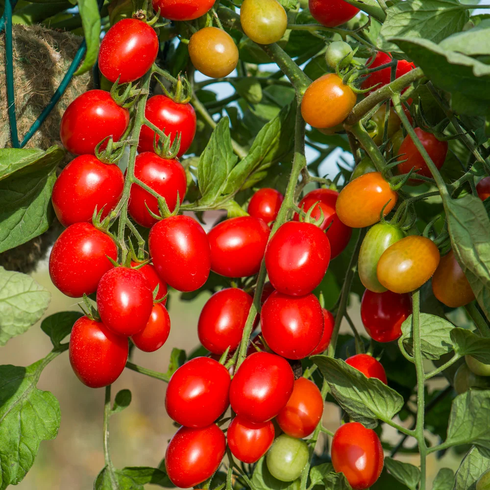 RAF Tomato Seeds for Urban Garden – Order Now – Dharaseeds