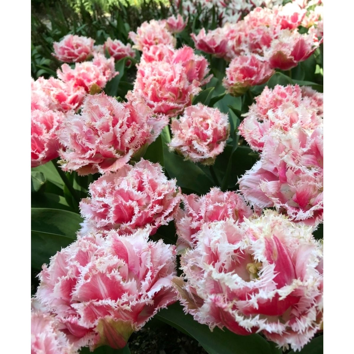 Tulipa Hybrida Seeds – Double Rare Tulip for Bonsai & Indoor Gardens ...