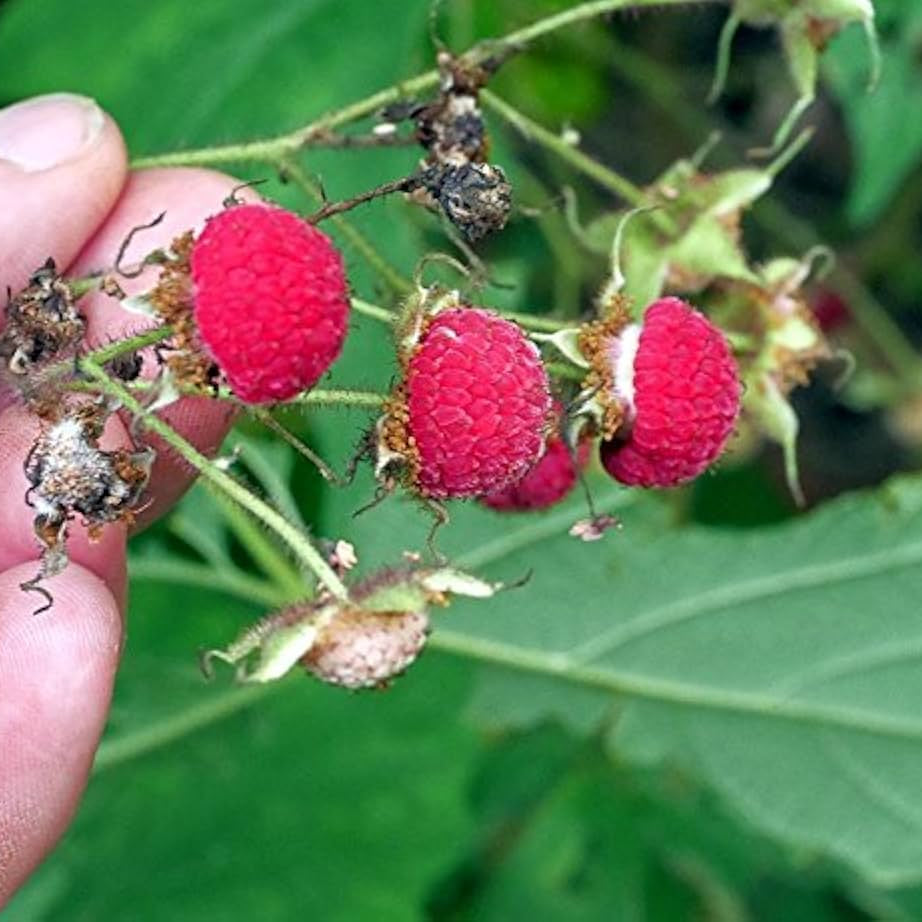 Raspberry Rubus Idaeus Seeds – Purple Blossom Variety for Backyard ...