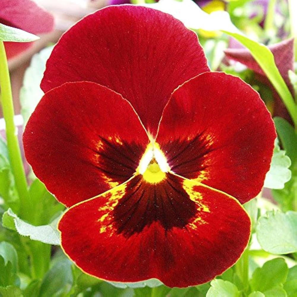 Viola Sorbet Yellow Frost Seeds - Cheerful Yellow Blooms for Borders ...