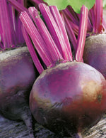 Moulin Rouge Hybrid Beet Seeds Sweet Dark Burgundy Cylindrical Beets ...