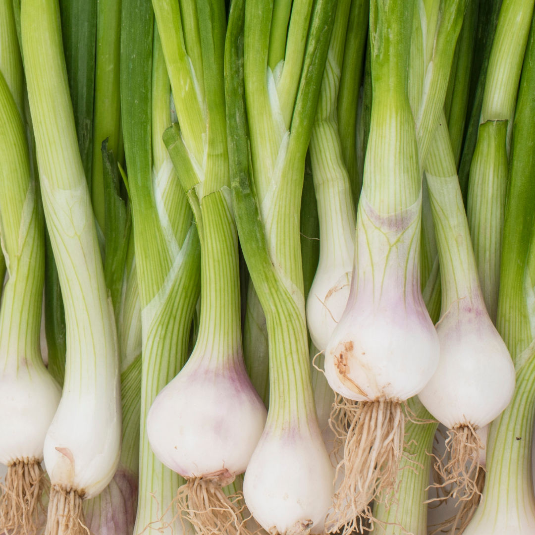 Whitewing Onion Seeds – Heirloom, Non-GMO, Organic, High Germination ...