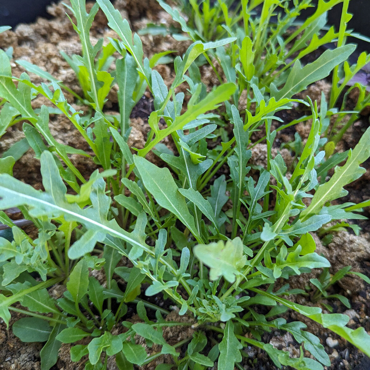 Wild Rocket Selvatica Seeds (Arugula Seeds) – Heirloom, Non-GMO ...